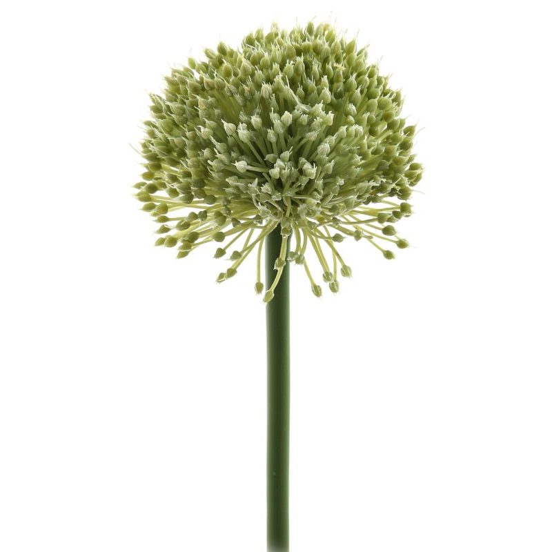 The best Allium, Nerine and Agapanthus - All I Am