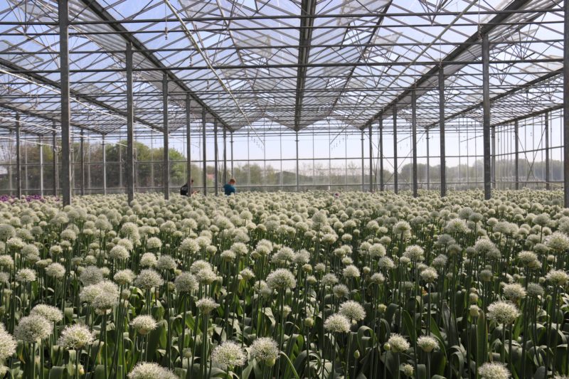 The best Allium, Nerine and Agapanthus - All I Am