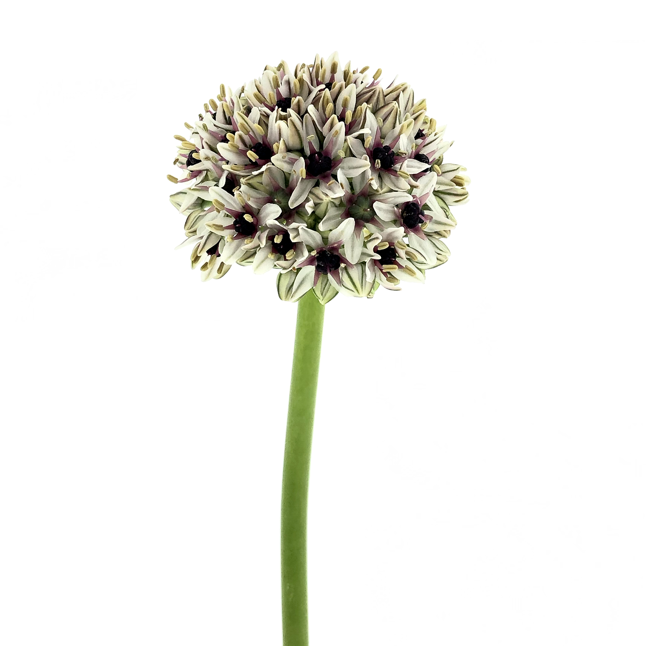 Silver Spring - All I Am